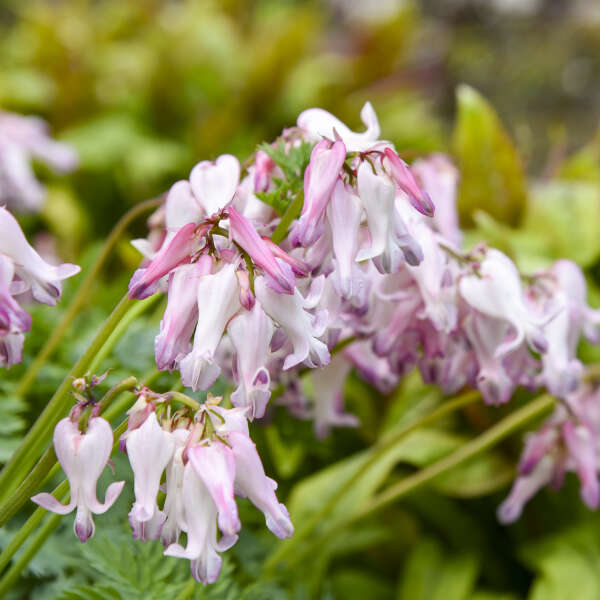 Dicentra 'Pixie Hearts' PPAF | Walters Gardens, Inc.
