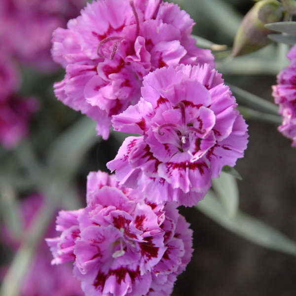Dianthus 'Dragon Fruit' PP21894 | Perennial Resource