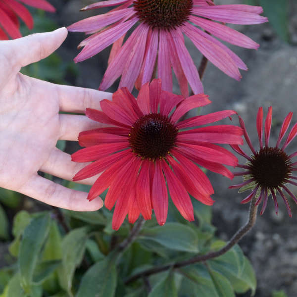 Echinacea 'Solar Flare' PP22133 | Perennial Resource