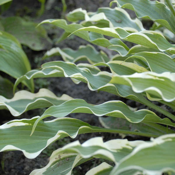 Hosta 'Pineapple Punch' PP18318 | Perennial Resource