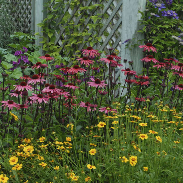 Echinacea 'Solar Flare' PP22133 | Perennial Resource