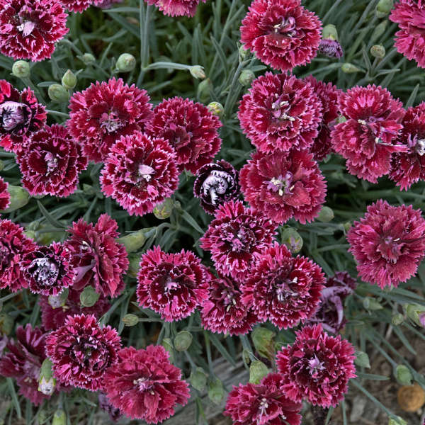 Dianthus 'Pomegranate Kiss' PP21895 | Perennial Resource