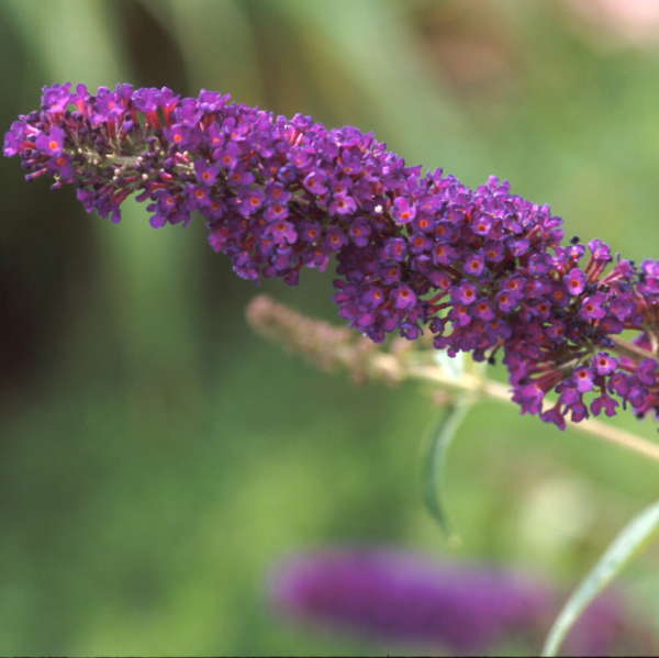 Buddleia davidii 'Black Knight' | Perennial Resource
