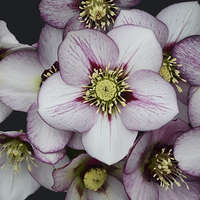 Hosta 'Ivory Coast' | Perennial Resource