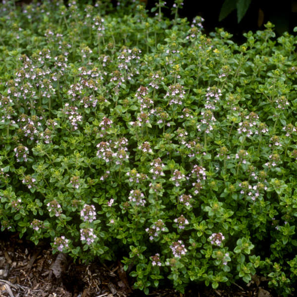 Thymus citriodorus | Perennial Resource