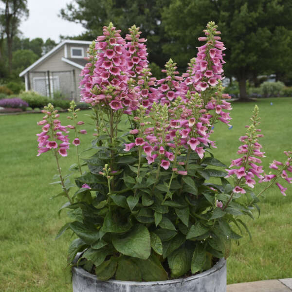 Digiplexis 'Flamingo' PP33763 | Walters Gardens, Inc.