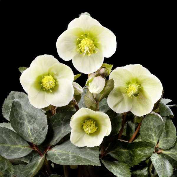 Helleborus 'HGC Spring Party' PPAF | Perennial Resource
