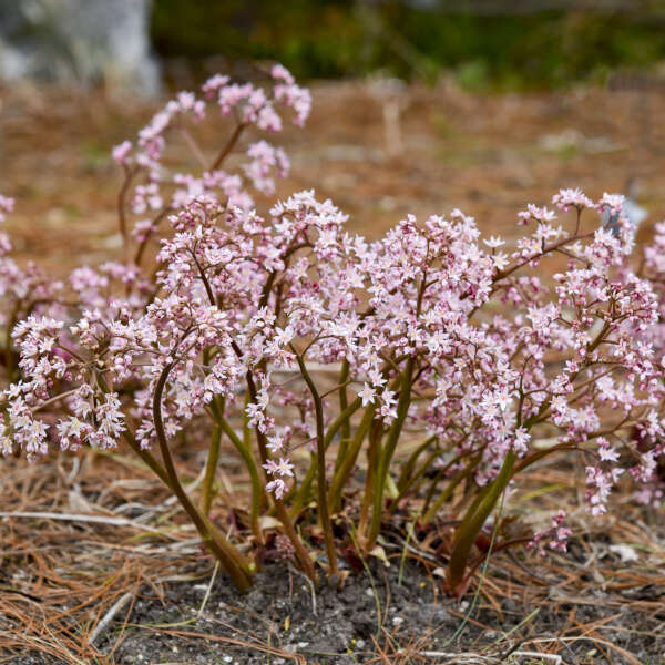 Mukdenia 'Fusion of Fire' PP36243 | Walters Gardens, Inc.