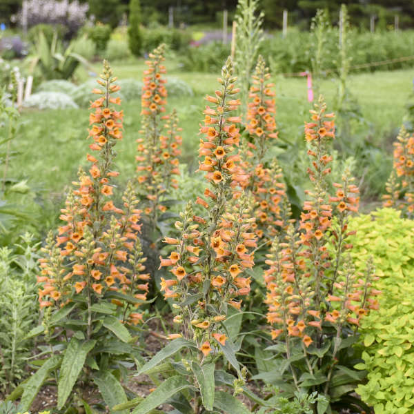 Digiplexis 'Firecracker' PP32975 | Perennial Resource