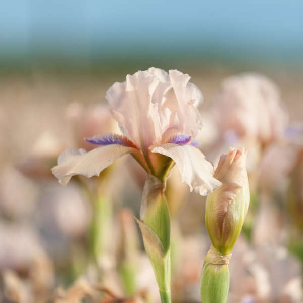 Iris 'Concertina' | Perennial Resource