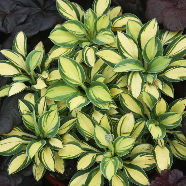 Hosta 'Pure Heart' | Perennial Resource