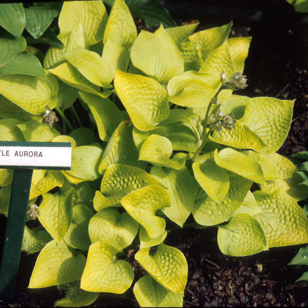 Hosta 'Little Aurora' | Perennial Resource