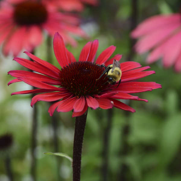 Echinacea 'Solar Flare' PP22133 | Perennial Resource