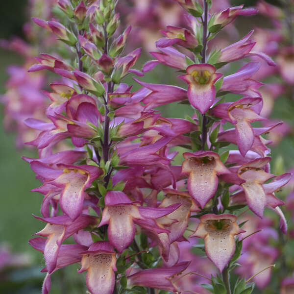 Digiplexis 'Rising Phoenix' PP33764 | Walters Gardens, Inc.