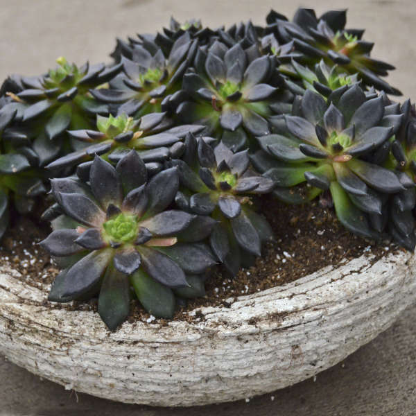 Echeveria 'Black Knight' | Perennial Resource