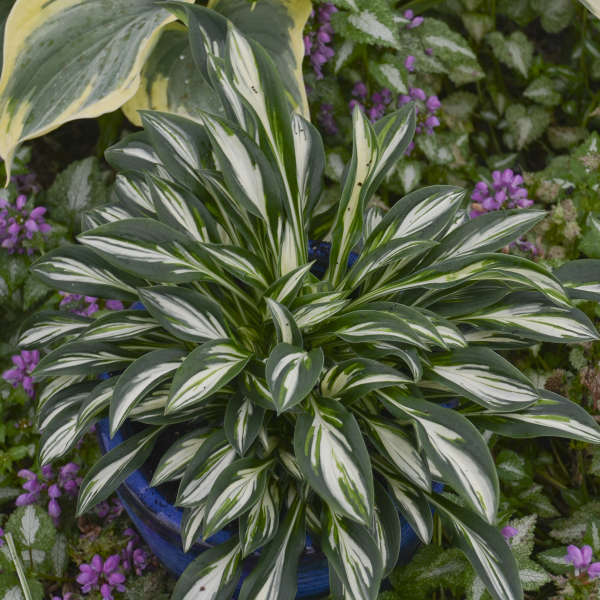 Hosta 'Sparkler' PP25399 | Perennial Resource