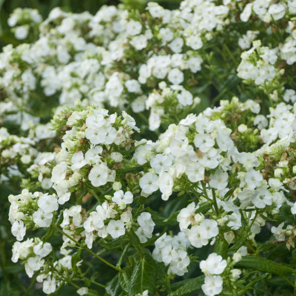 Phlox paniculata 'Jade' PP21878 | Perennial Resource