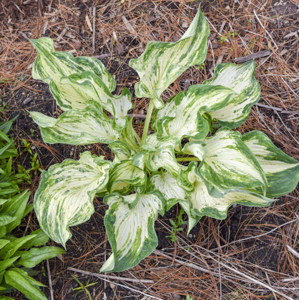 Hosta 'Frog in My Throat' PP37346 | Walters Gardens, Inc.
