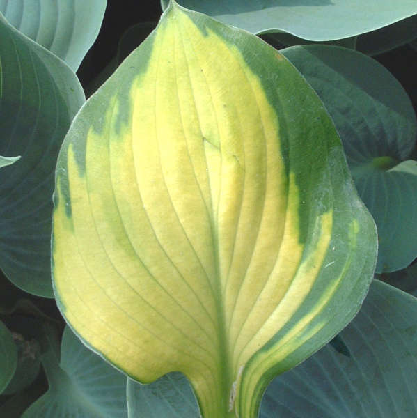 Hosta 'Wylde Green Cream' | Perennial Resource