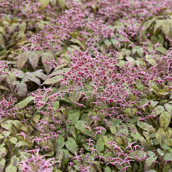 Epimedium 'Pink Champagne' | Perennial Resource