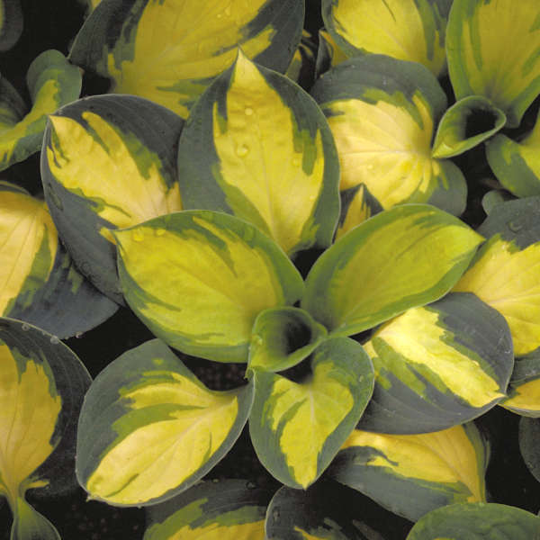 Hosta 'Popcorn' | Perennial Resource