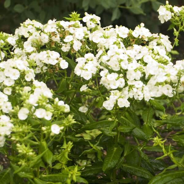 Phlox paniculata 'Jade' PP21878 | Perennial Resource