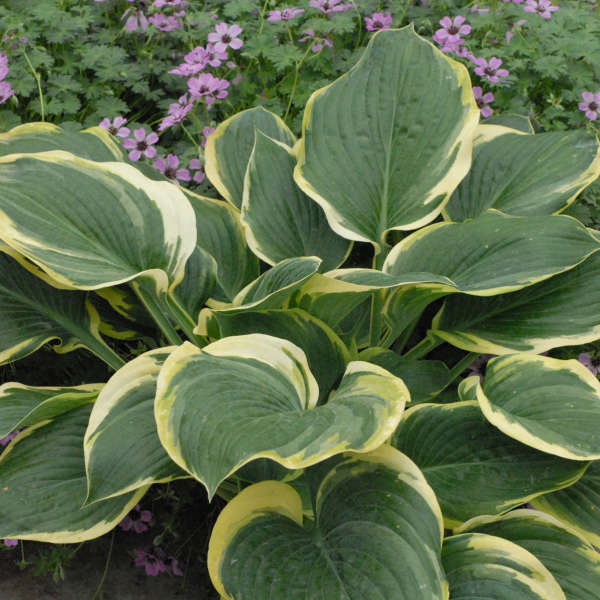 Hosta 'Singing in the Rain' PP19565 | Perennial Resource