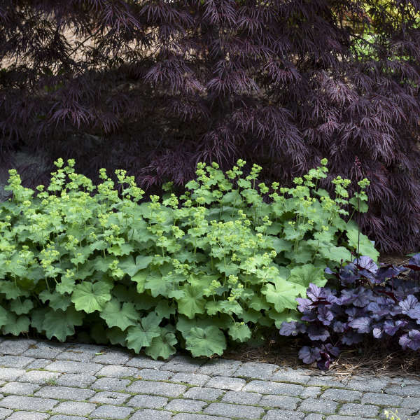 Alchemilla Mollis Perennial Resource Alchemilla Mollis Perennial Resource