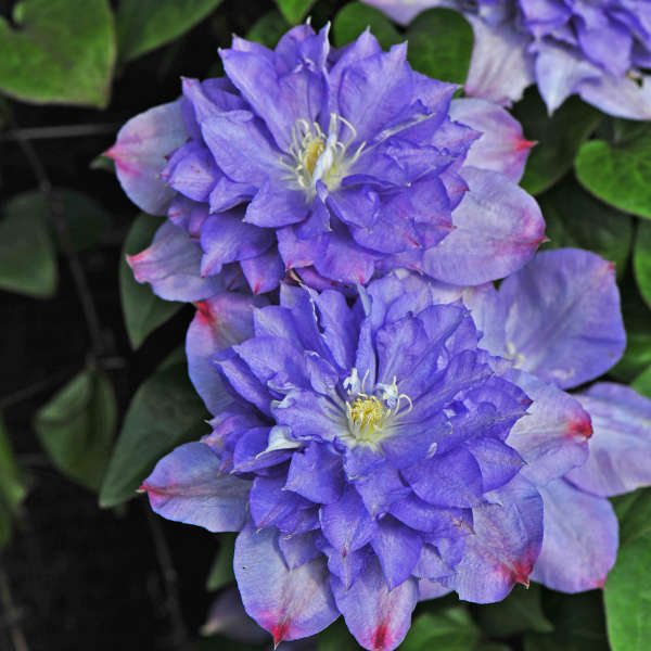 Clematis 'Blue Explosion' | Perennial Resource