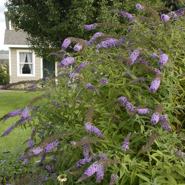 Buddleia 'Butterfly Heaven' PP19935 COPF | Perennial Resource