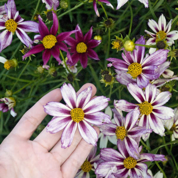 Coreopsis 'Cosmic Evolution' PP22943 | Perennial Resource