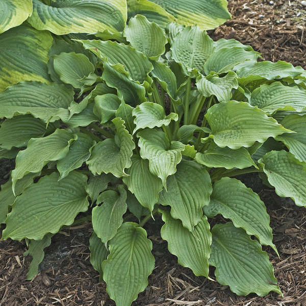 Hosta 'Clovelly' PP20612 | Perennial Resource