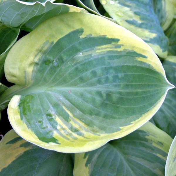 Hosta 'Carnival' | Perennial Resource
