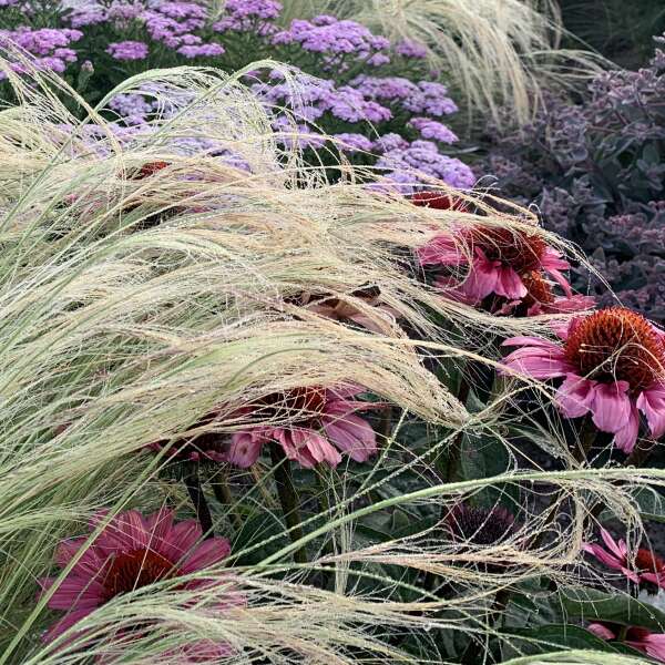Nassella tenuissima | Walters Gardens, Inc.
