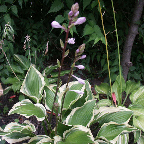 Hosta 'Red Hot Poker' | Perennial Resource