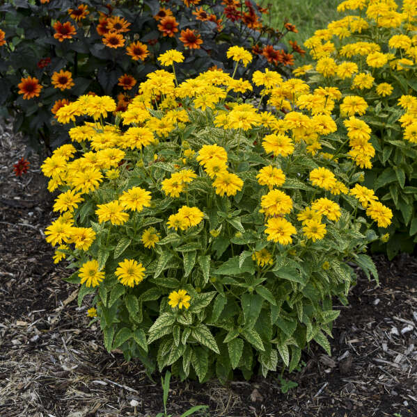 Heliopsis helianthoides 'Sunny Disposition' PPAF | Walters Gardens, Inc.