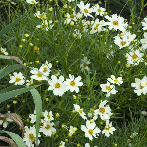 Coreopsis 'Cosmic Evolution' PP22943 | Perennial Resource