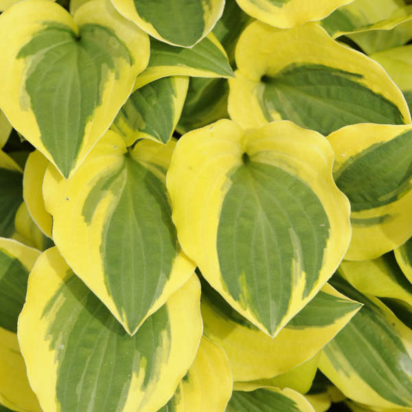 Hosta 'Grand Prize' | Perennial Resource