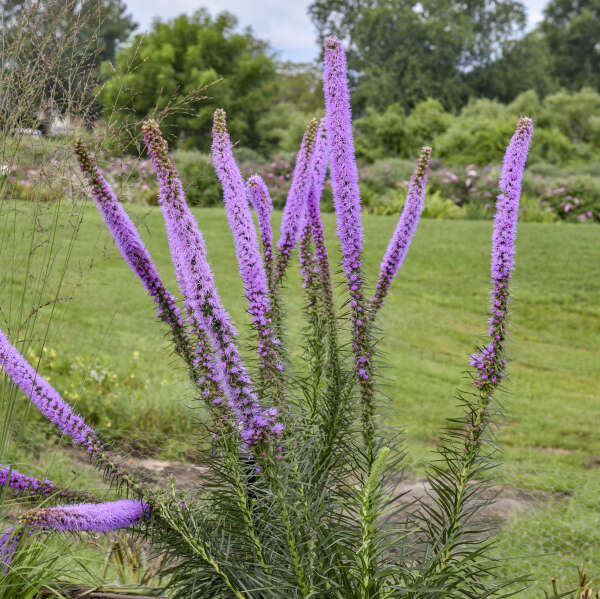 Liatris pycnostacha 'Lavender Glowsticks' | Walters Gardens, Inc.
