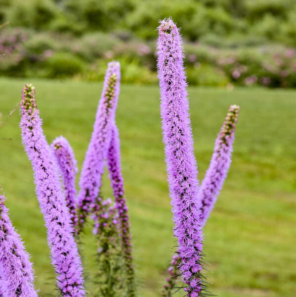 Liatris pycnostacha 'Lavender Glowsticks' | Walters Gardens, Inc.
