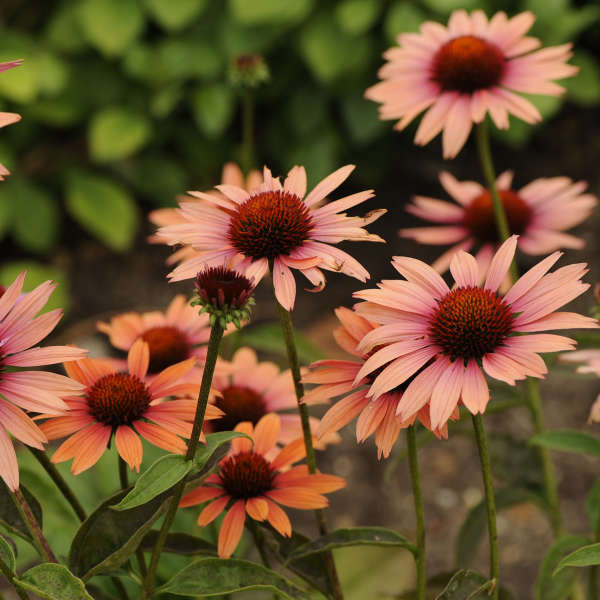 Echinacea SUNDOWN™ ('Evan Saul' PP17659) | Perennial Resource