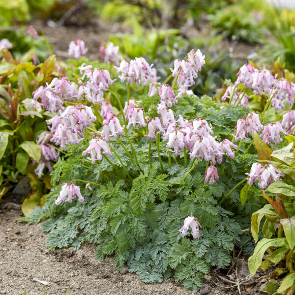 Dicentra 'Pixie Hearts' PPAF | Walters Gardens, Inc.