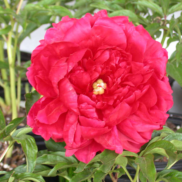 Paeonia 'Carol' | Perennial Resource