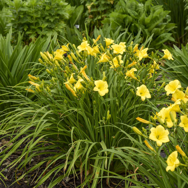 Hemerocallis 'Bright Note' PPAF | Walters Gardens, Inc.