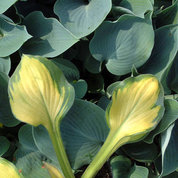 Hosta 'Wylde Green Cream' | Perennial Resource
