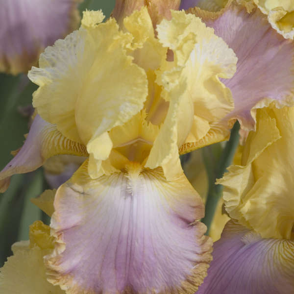 Iris 'Enchanted One' | Perennial Resource