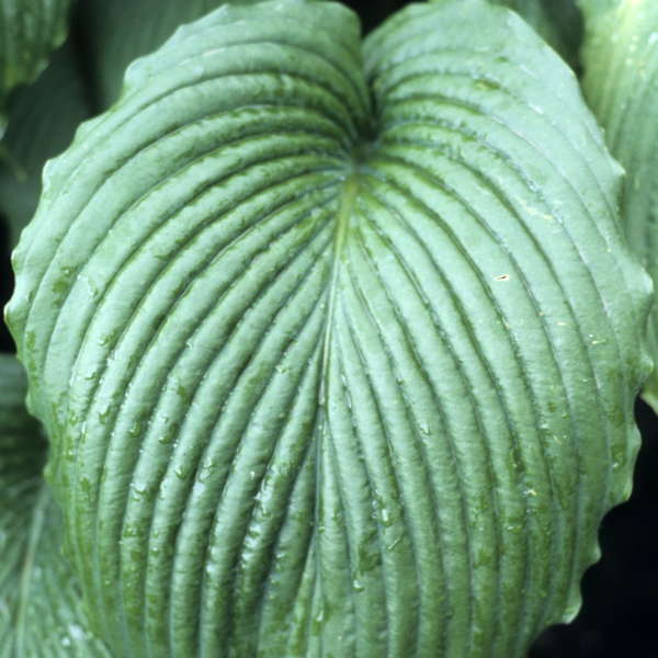 Hosta 'Niagara Falls' | Perennial Resource