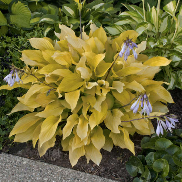 Hosta 'Little Miss Sunshine' | Perennial Resource