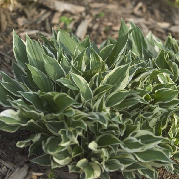 Hosta 'Lakeside Zinger' | Perennial Resource