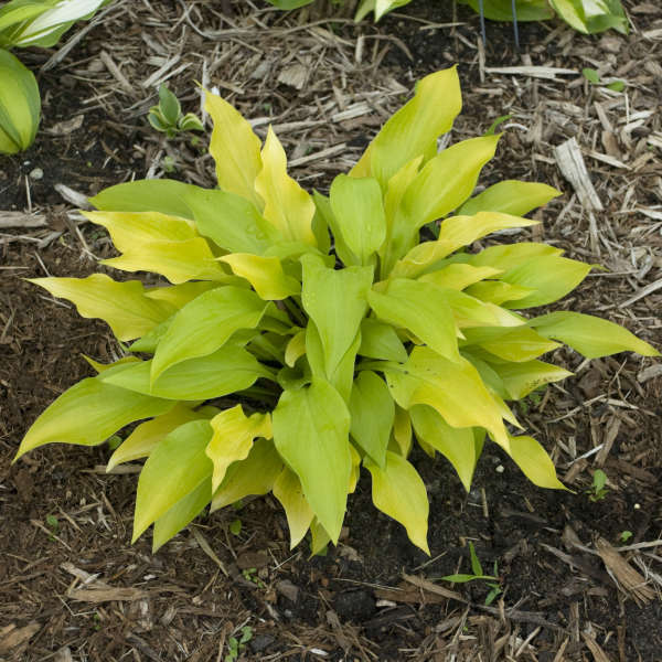 Hosta 'Little Miss Sunshine' | Perennial Resource